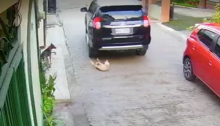 SUV runs over dog in Antipolo - Philstar Wheels